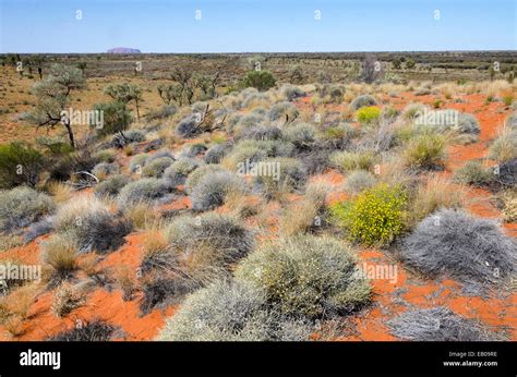 Plants In Red Desert Ayers Rock Uluru Northern Territory Australia