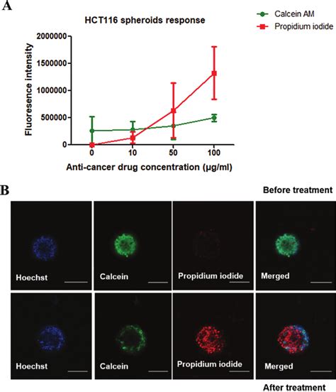 Treatment Of Hct 116 Spheroids With An Anti Cancer Drug A The Graph