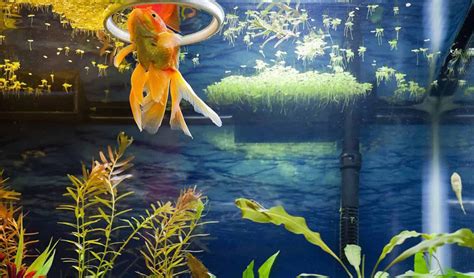 The Best Way To Control Duckweed In Aquariums Hygger