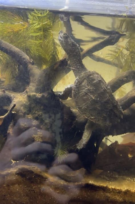 My Three Turtles Common Snapping Turtle Common Musk And Loggerhead