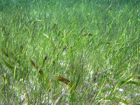 Manatee Grass Adaptations
