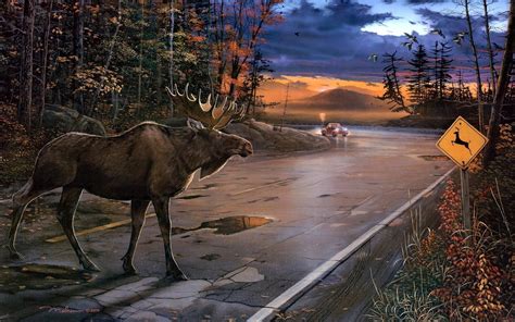 Moose Wallpapers 4k Hd Moose Backgrounds On Wallpaperbat