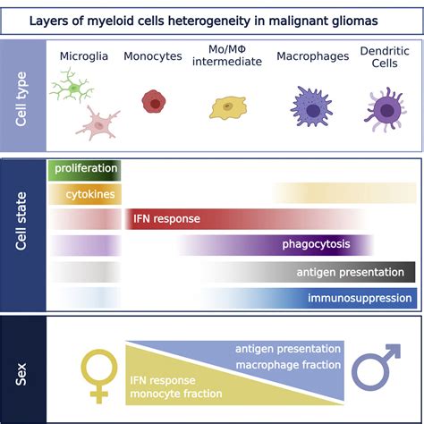 Specialized Functions And Sexual Dimorphism Explain The Functional Diversity Of The Myeloid