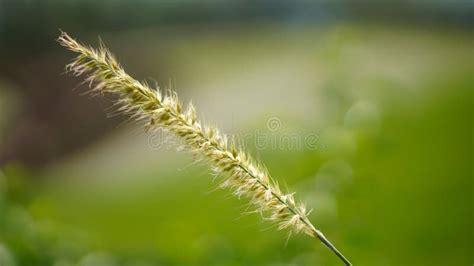 Blooming Elephant Grass Or In Indonesian Called Rumput Gajah Stock