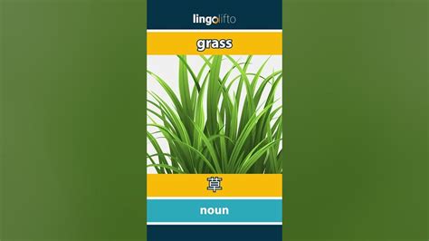 🇬🇧🇯🇵 Grass 草 Vocabulary Builder Learn English 英語を学ぼう Youtube