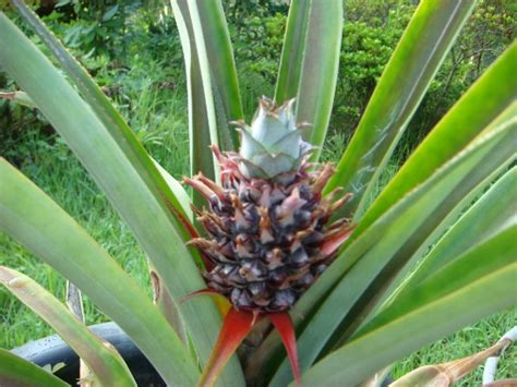 파인애플 재배 네이버 블로그