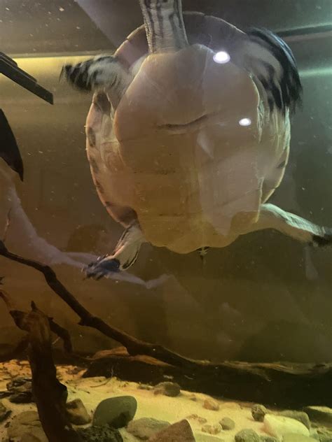 Can You Sex My Turtle Rturtle
