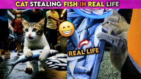 Cat Stealing Fish In Real Life Cat Stealing Fish In Market Cat And