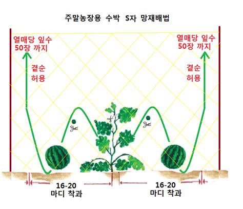 참외 수박 순치기 방법순지르기 그림