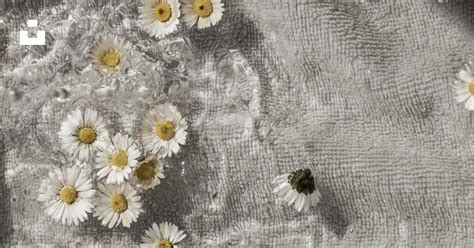 흰색과 노란색 데이지 꽃 사진 Unsplash의 무료 웰빙 이미지