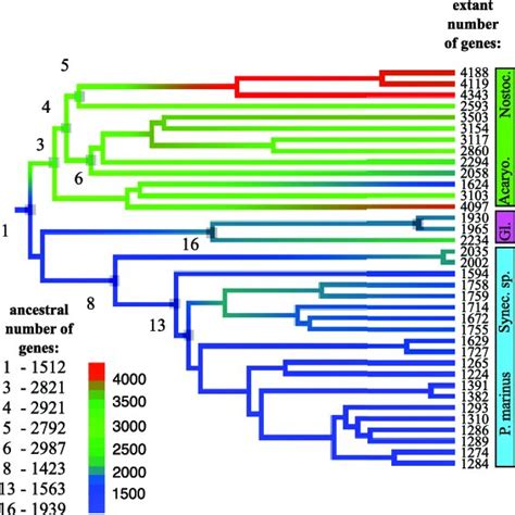 A Gene Tree Species Tree Reconciliation Invoking Gene Transfer And Download Scientific Diagram