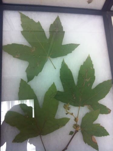 Plant Walk 19 Flashcards Quizlet