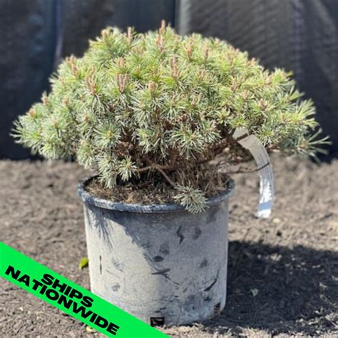 Mops Dwarf Mugo Pine Shopic