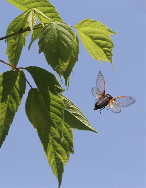 Cicadas Flying
