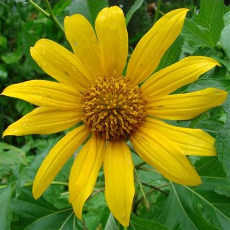 Buy Arnica Montana Seeds Medicinal Plant