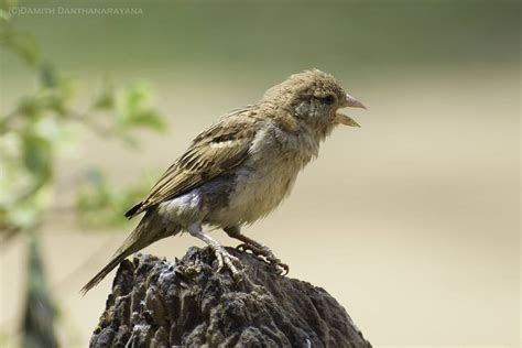 ඔබත් යන්නම යාවිද Lnw Sinhala