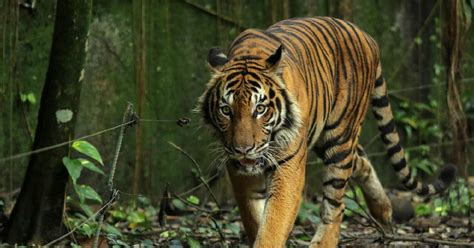 Harimau Malaya Raja Hutan Tropis Yang Terancam Punah Kaijuphile