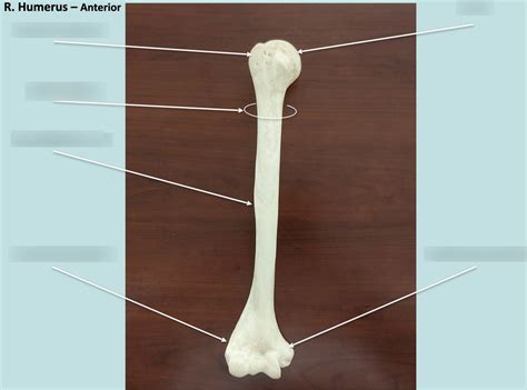 Right Humerus Anterior Diagram Quizlet