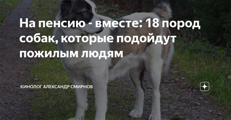 На пенсию вместе 18 пород собак которые подойдут пожилым людям Кинолог Александр Смирнов