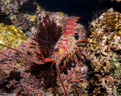 California Spiny Lobster Panulirus Interruptus Spanglers Scuba