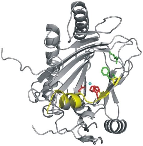 The V Salexigens Ectd Structure Is Shown In Ribbon Representation With