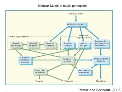Cognitive Neuroscience Lecture 3 Flashcards Quizlet