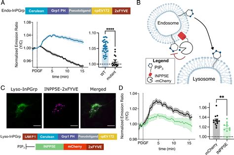 Lysosomal PIP Revealed By Genetically Encoded Lipid Biosensors PNAS