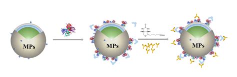 Custom Immunomagnetic Beads Cd Bioparticles