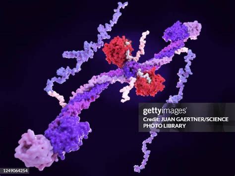 Coagulation Factor Photos And Premium High Res Pictures Getty Images