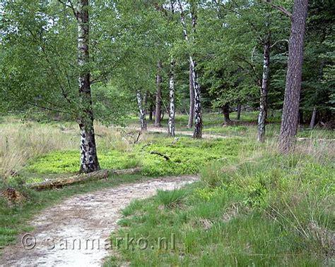 Wandelpad door het bos in Kampina in Noord-Brabant - Kampina