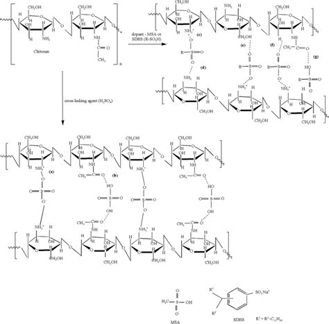 A Pictorial Representation Of Both Doped And Cross Linked Membrane Download Scientific Diagram