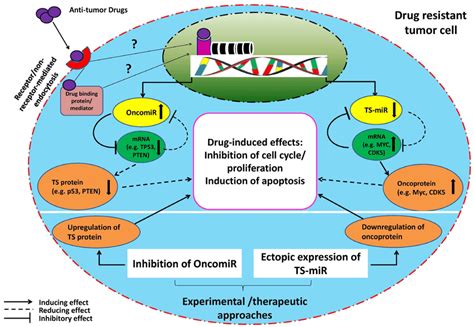 Schematic Illustration Of Proposed Mir Mirs Target Drug Network In A Download Scientific