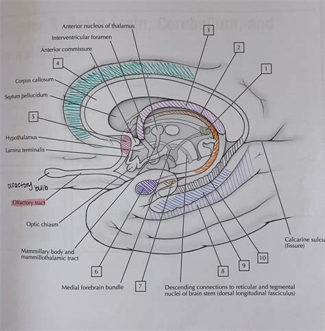 Plate 2 9 Major Limbic Forebrain Structures Diagram Quizlet