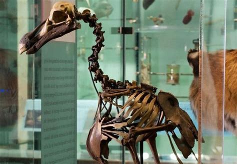 Tham Vọng Hồi Sinh Loài Chim Dodo đã Tuyệt Chủng Hơn 500 Năm Khoahoctv