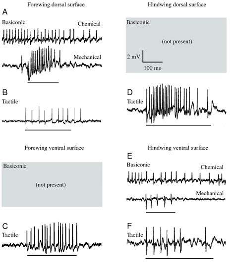 Characterisation Of Trichoid Hairs On The Wings A Two Sections Of A