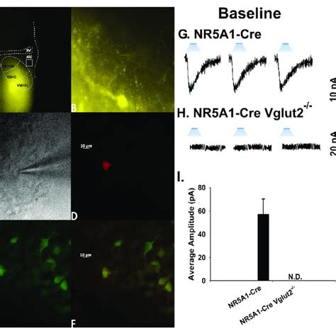 A The Inter Event Interval Distribution Curves Of Sepscs In Epsc − Download Scientific