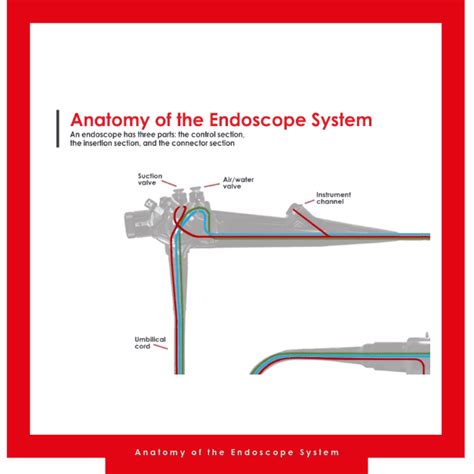 Free Download Imv Endoscope And Accessories Guide Imv Imaging