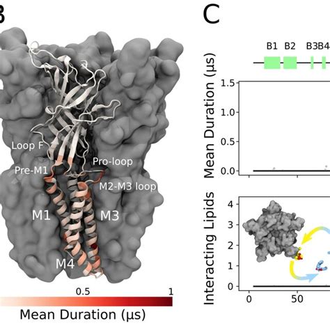 Cryo Em And Simulations Reveal Lipid Interaction Sites A Cryo Em Download Scientific Diagram