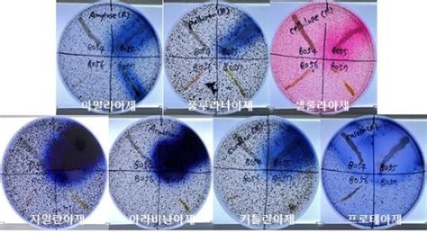 국내 미기록 세균 101종 발견효소산업에 활용 기대 파이낸셜뉴스