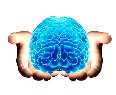 ESTRUCTURA Y ÁREAS FUNCIONALES DEL CEREBRO Mind Map
