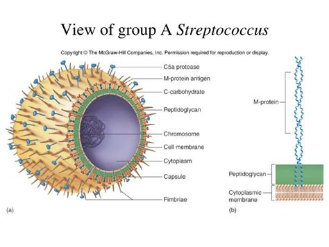 Ppt Streptococcus And Enterococcus Greoup D Strept Powerpoint