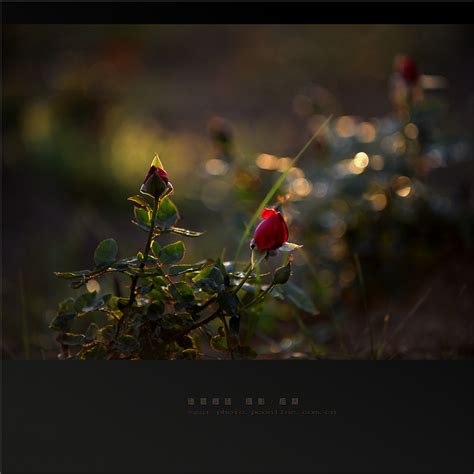 【花卉的世界摄影图片】屋后生态摄影 诸葛卿廷的摄影札记 太平洋电脑网摄影部落