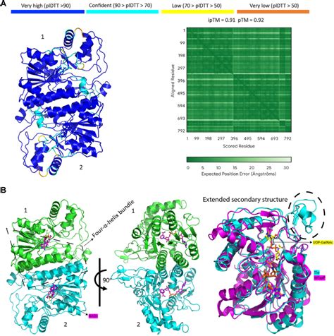 A Dtdp L Rhamnose 4 Epimerase Required For Glycopeptidolipid Biosynthesis In Mycobacterium