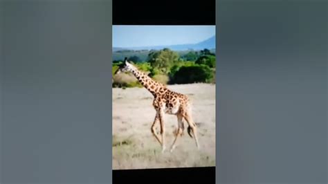 Giraffe Bellow🦒 🔊 Youtube