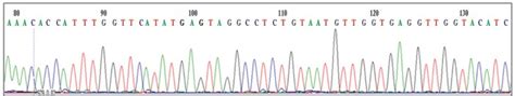 Electropherogram Of The Bioedit Program Showing The Absence Of
