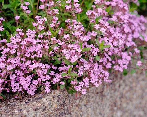 Saponaria Ocymoides Tumbling Ted Bare Roots Buy Rock Soapwort