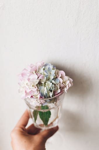 손을 오래 된 창턱의 소박한 흰색 나무에 아름 다운 수 국 꽃 빈티지 유리를 들고 시골 정 해피 어머니의 날입니다 크리에이 티브 부드러운 봄 이미지입니다 계절에 대한 스톡