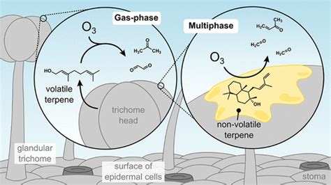 The Chemical Landscape Of Leaf Surfaces And Its Interaction With The Atmosphere Chemical Reviews