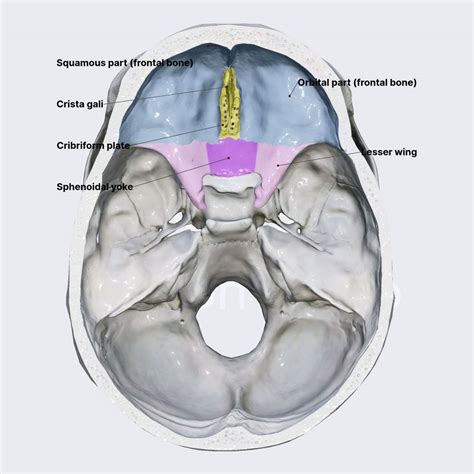 Anterior Cranial Fossa Walls Anatomyapp