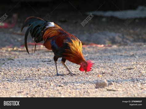 Cock Rooster Asia Image And Photo Free Trial Bigstock
